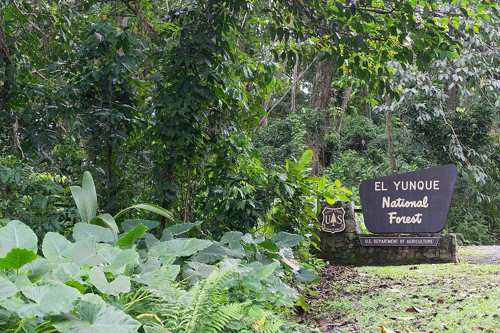 Puerto Rico’s Treasure: El Yunque National Forest – ScottQuest