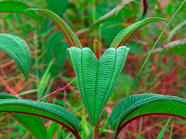 Puerto Rico’s Treasure: El Yunque National Forest – ScottQuest